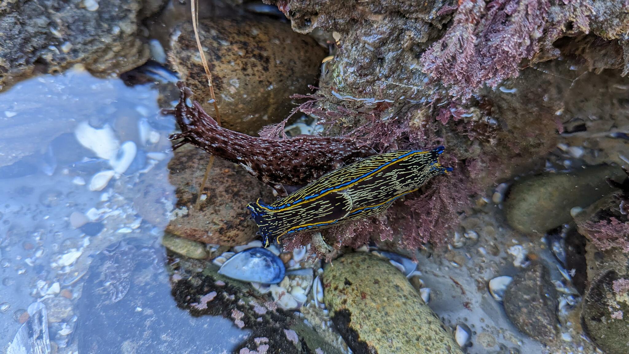 Navanax inermis (J.G.Cooper, 1862)
