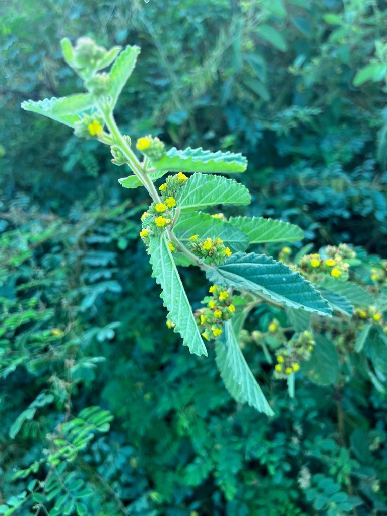 Sleepy Morning from Esperanza, Vieques 00765, Puerto Rico on November ...