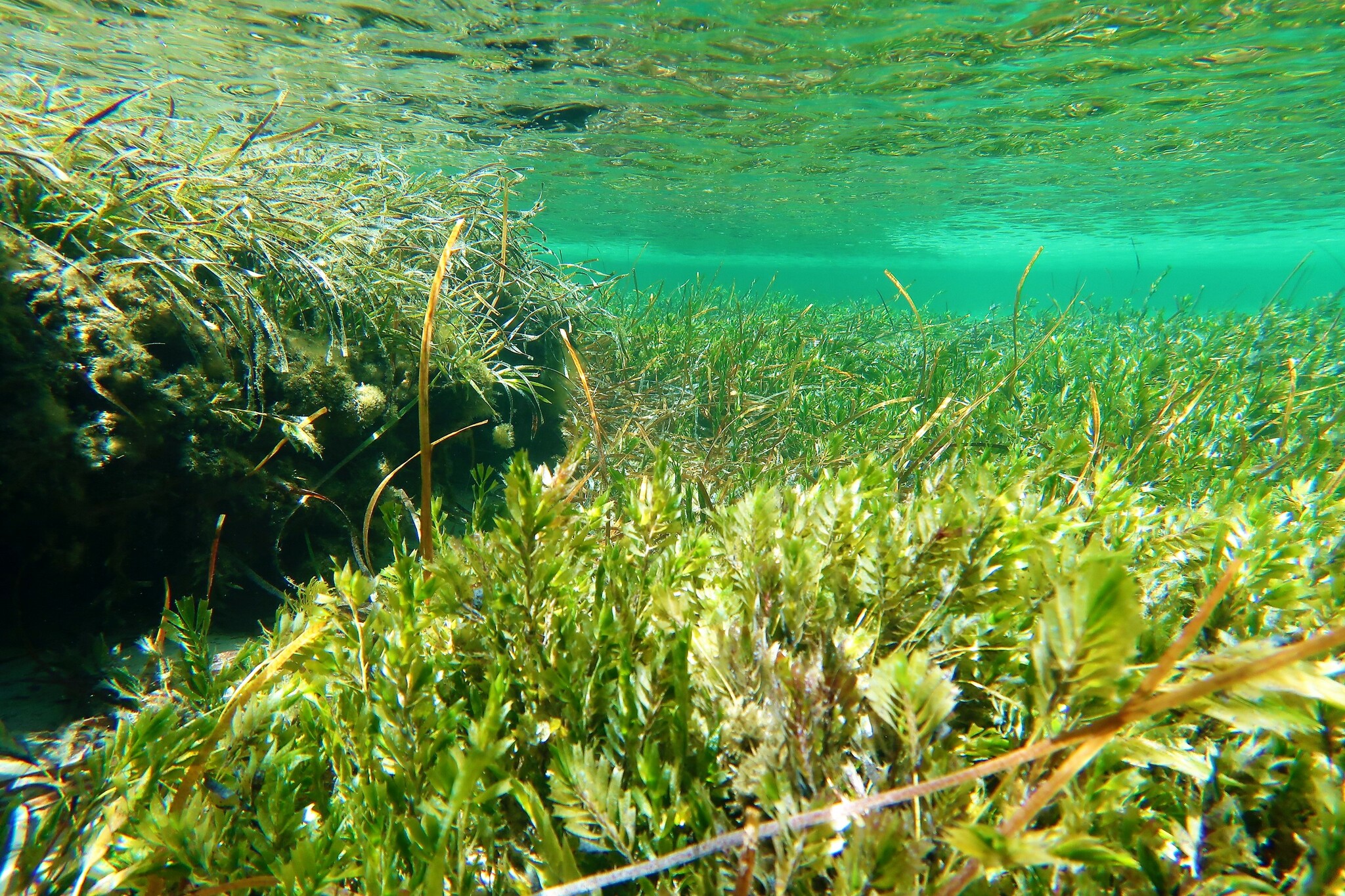 Amphibolis antarctica (Labill.) Asch.