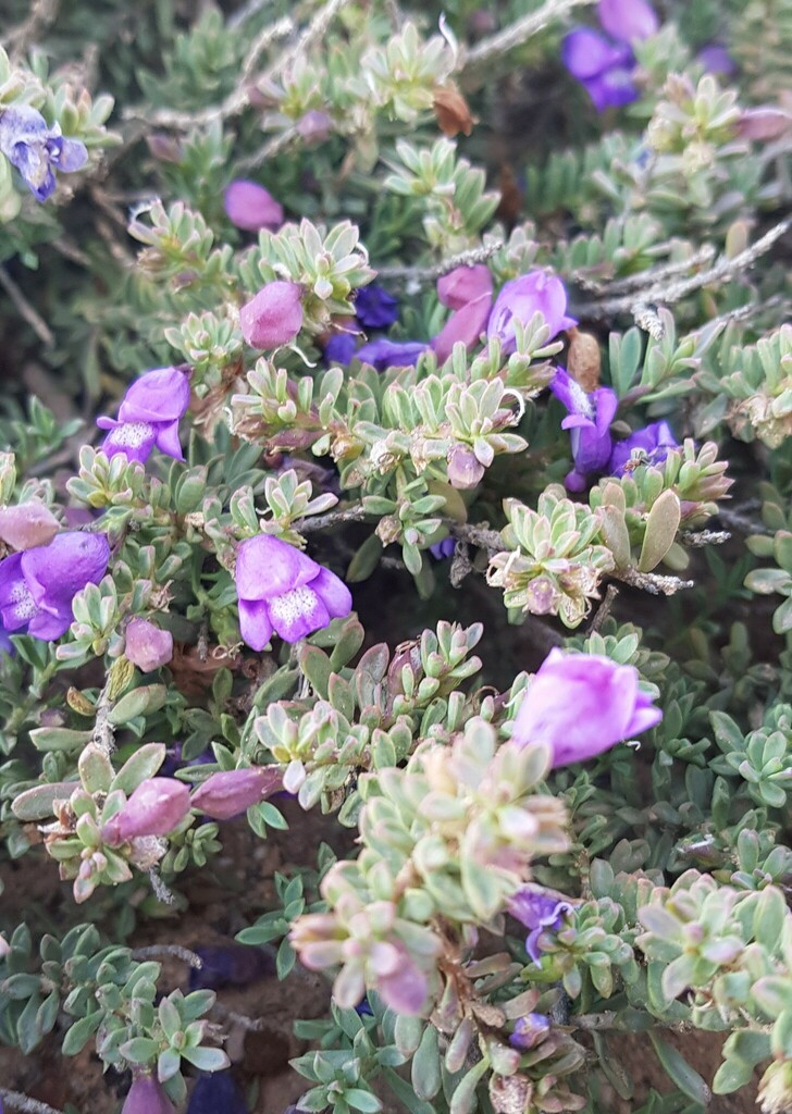 Bumpy Leaf Emu Bush from Nullarbor SA 5690, Australia on December 13 ...