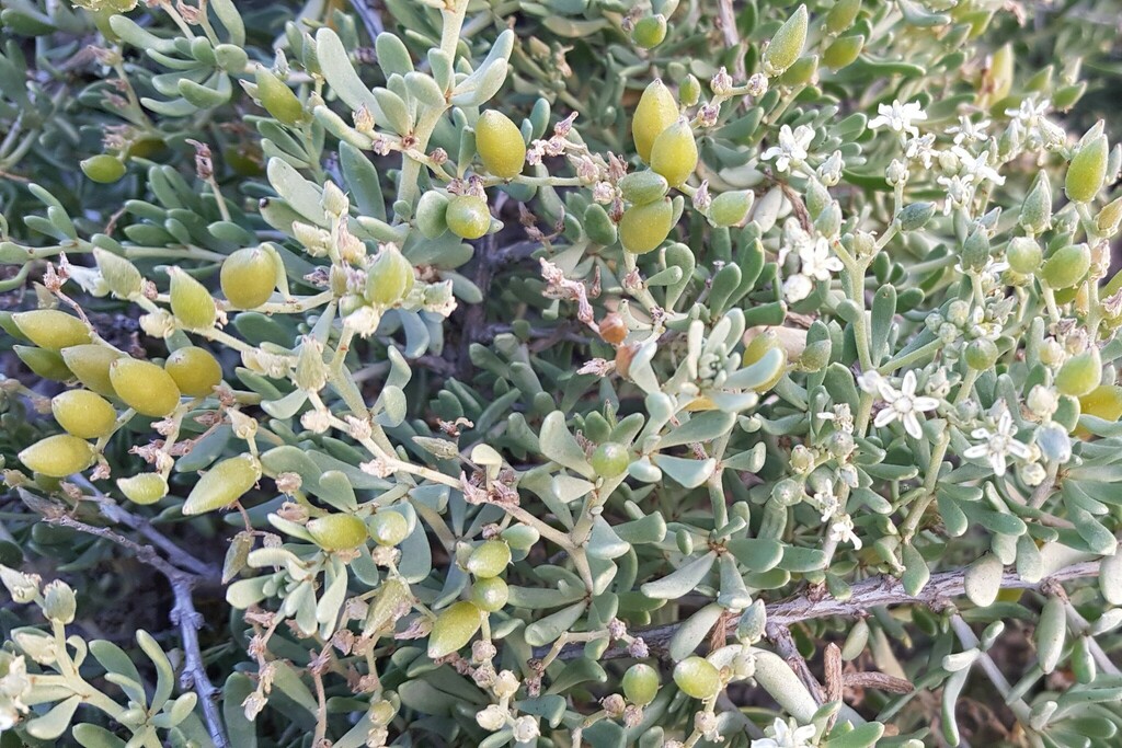 nitre bush from Nullarbor SA 5690, Australia on December 13, 2022 at 05 ...