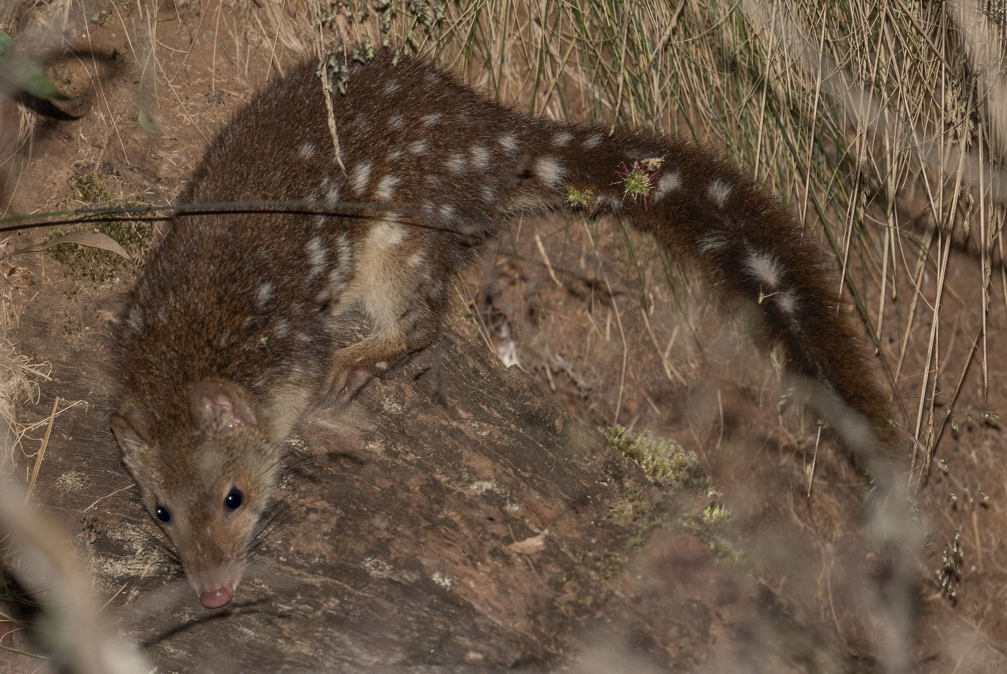 Dasyurus maculatus (Kerr, 1792)