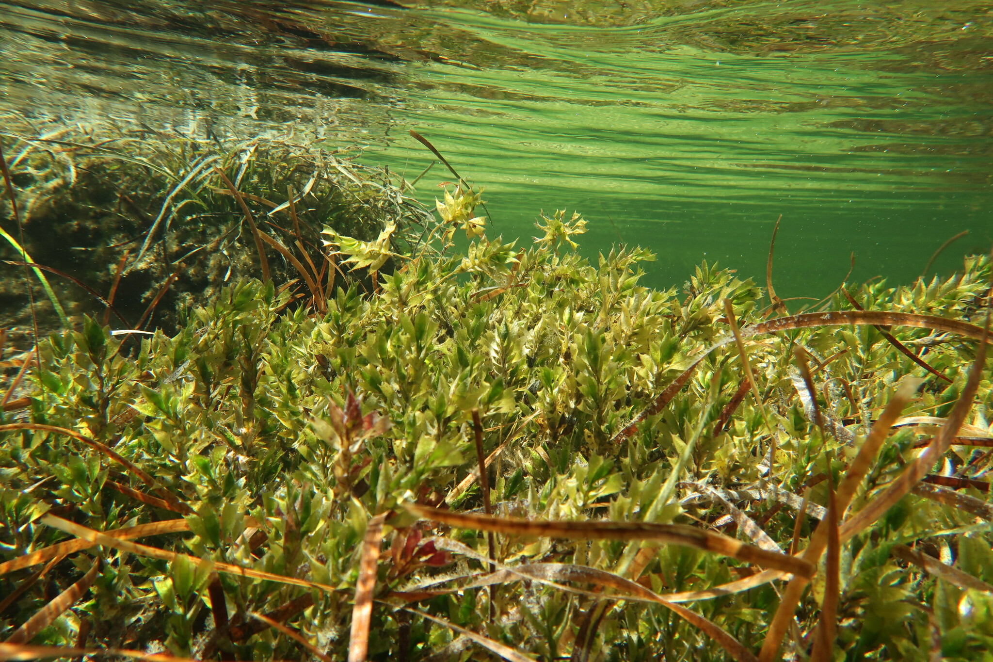 Amphibolis antarctica (Labill.) Asch.
