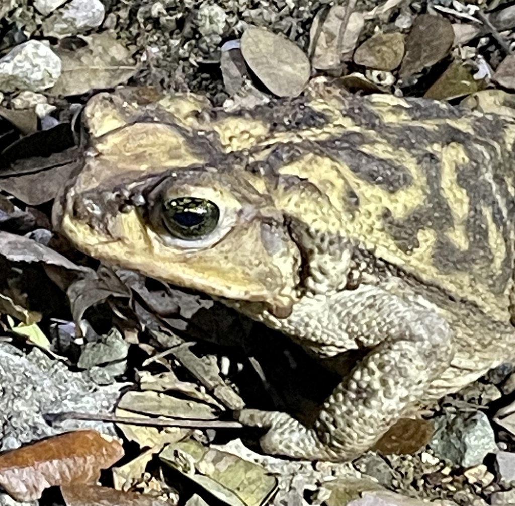 Western Giant Toad from Pinar del Río, CU on January 05, 2023 at 09:01 ...
