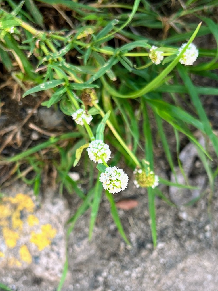 shrubby false buttonweed from Esperanza, Vieques 00765, Puerto Rico on ...