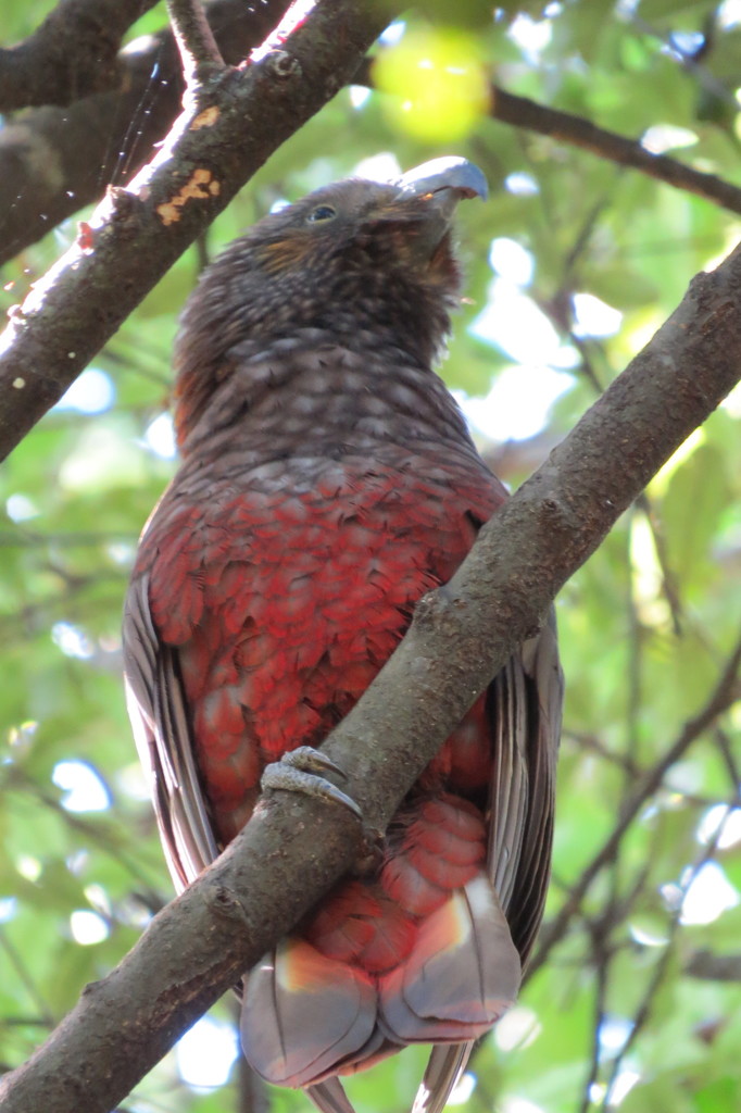 New Zealand Parrots (Strigopidae) - Avian Discovery