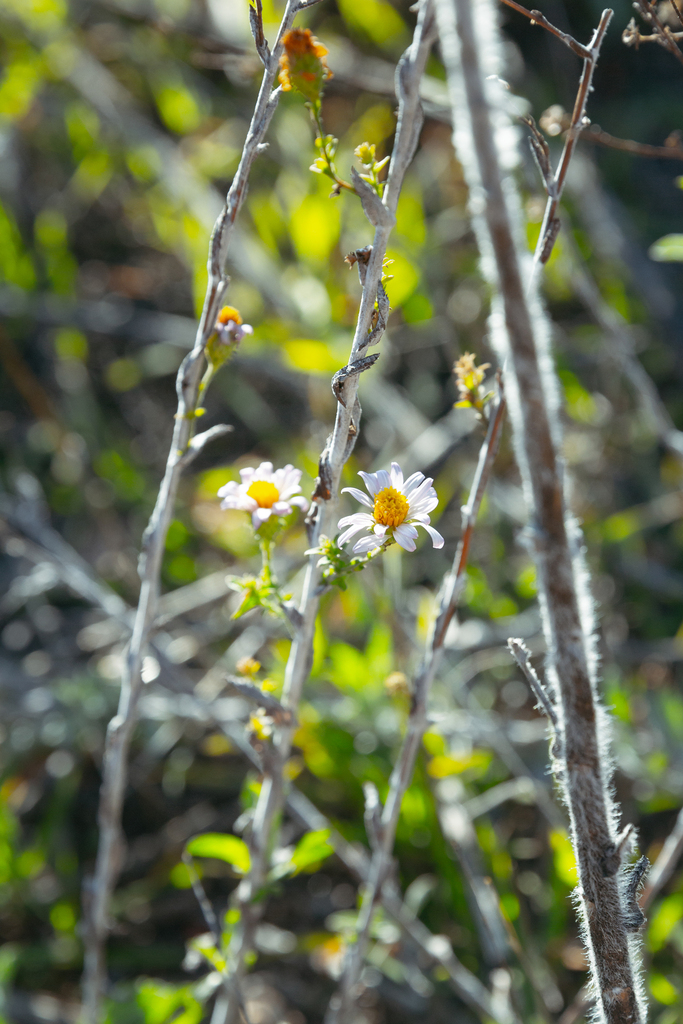 California Aster from Los Angeles County, CA, USA on January 21, 2023 ...