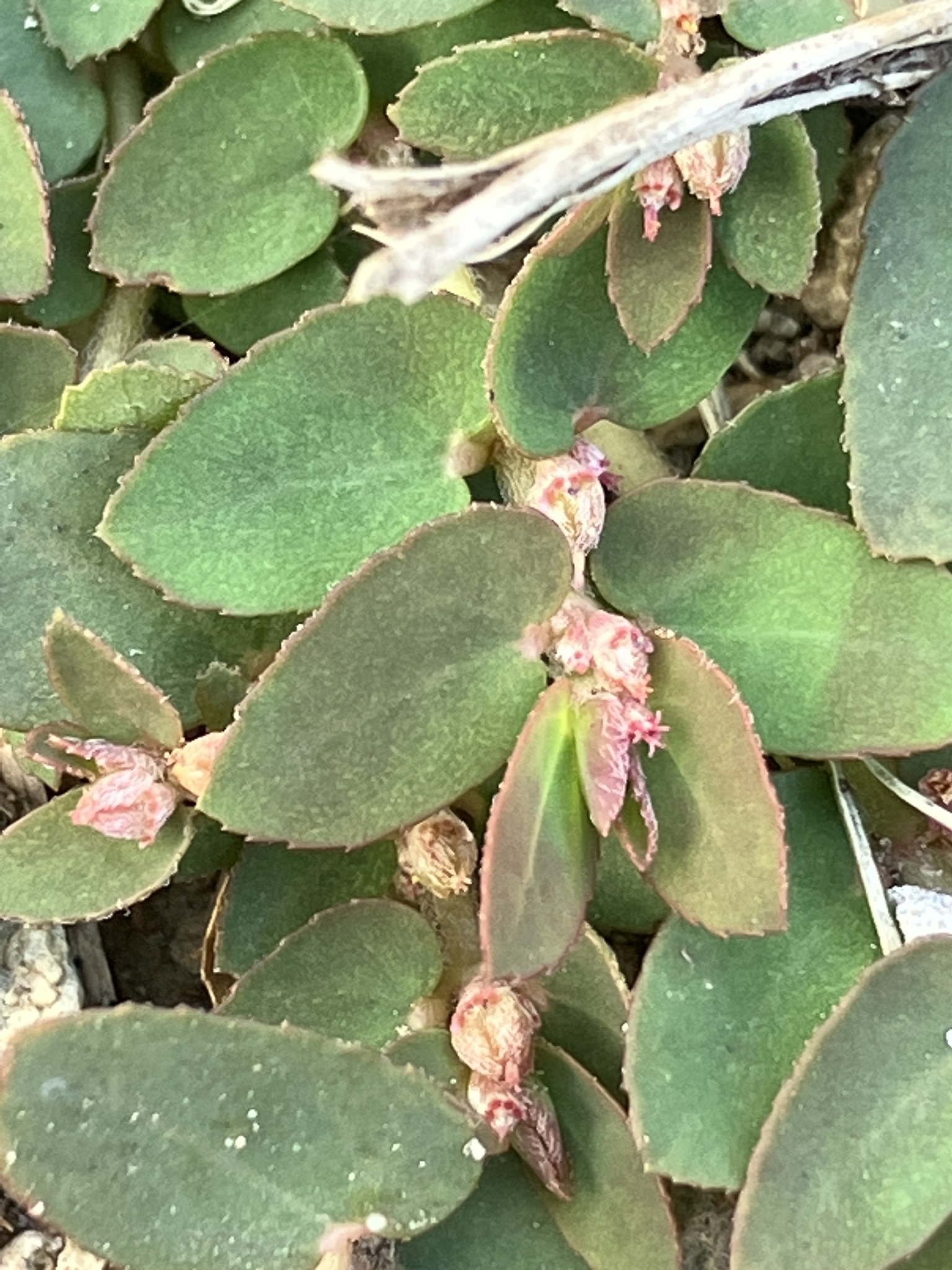 Euphorbia thymifolia L.