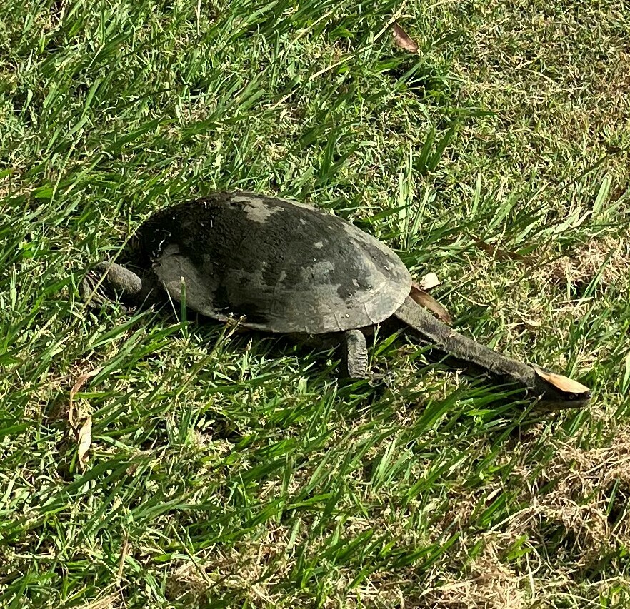 Broad-shelled Turtle from Brisbane QLD, Australia on December 28, 2022 ...