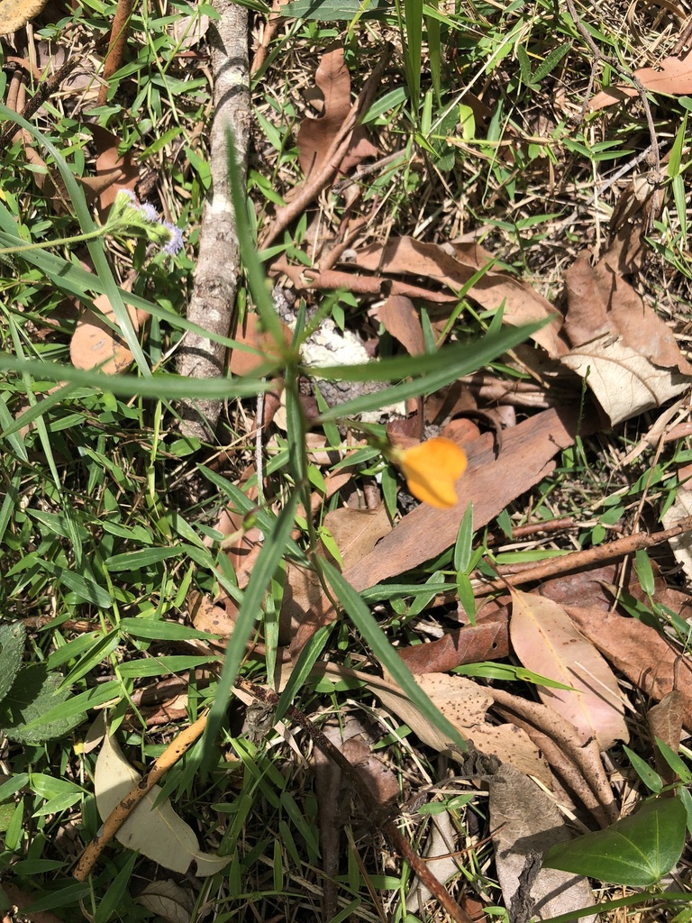 spade flower in December 2022 by cwelden_ecp · iNaturalist