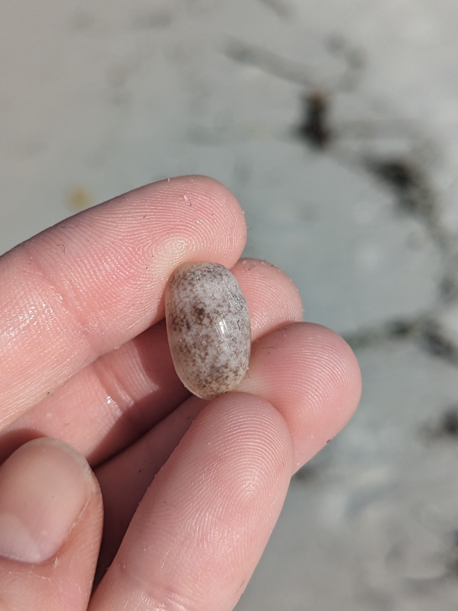 Bulla occidentalis A.Adams, 1850