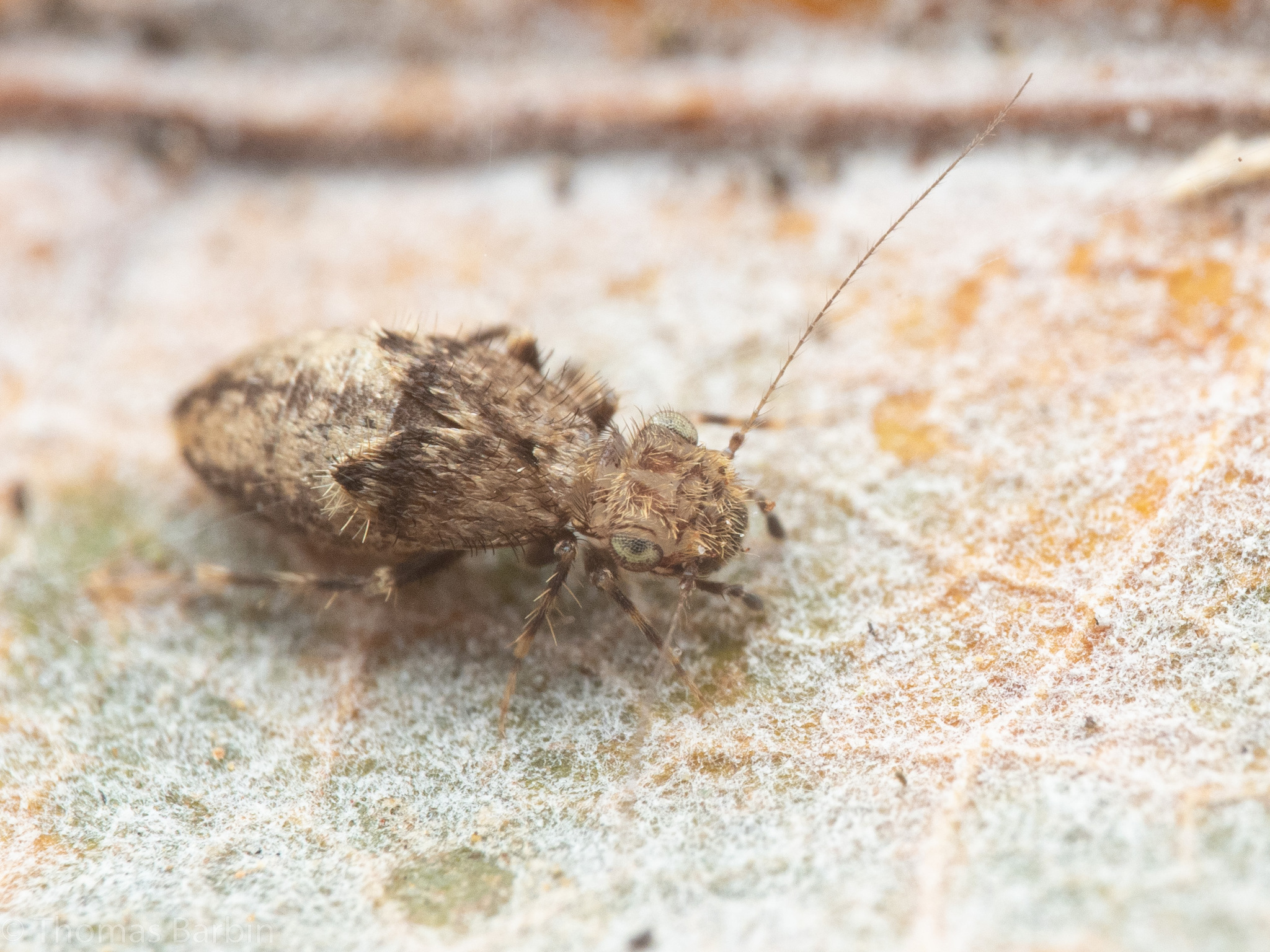 Pteroxanium kelloggi (Ribaga, 1905)