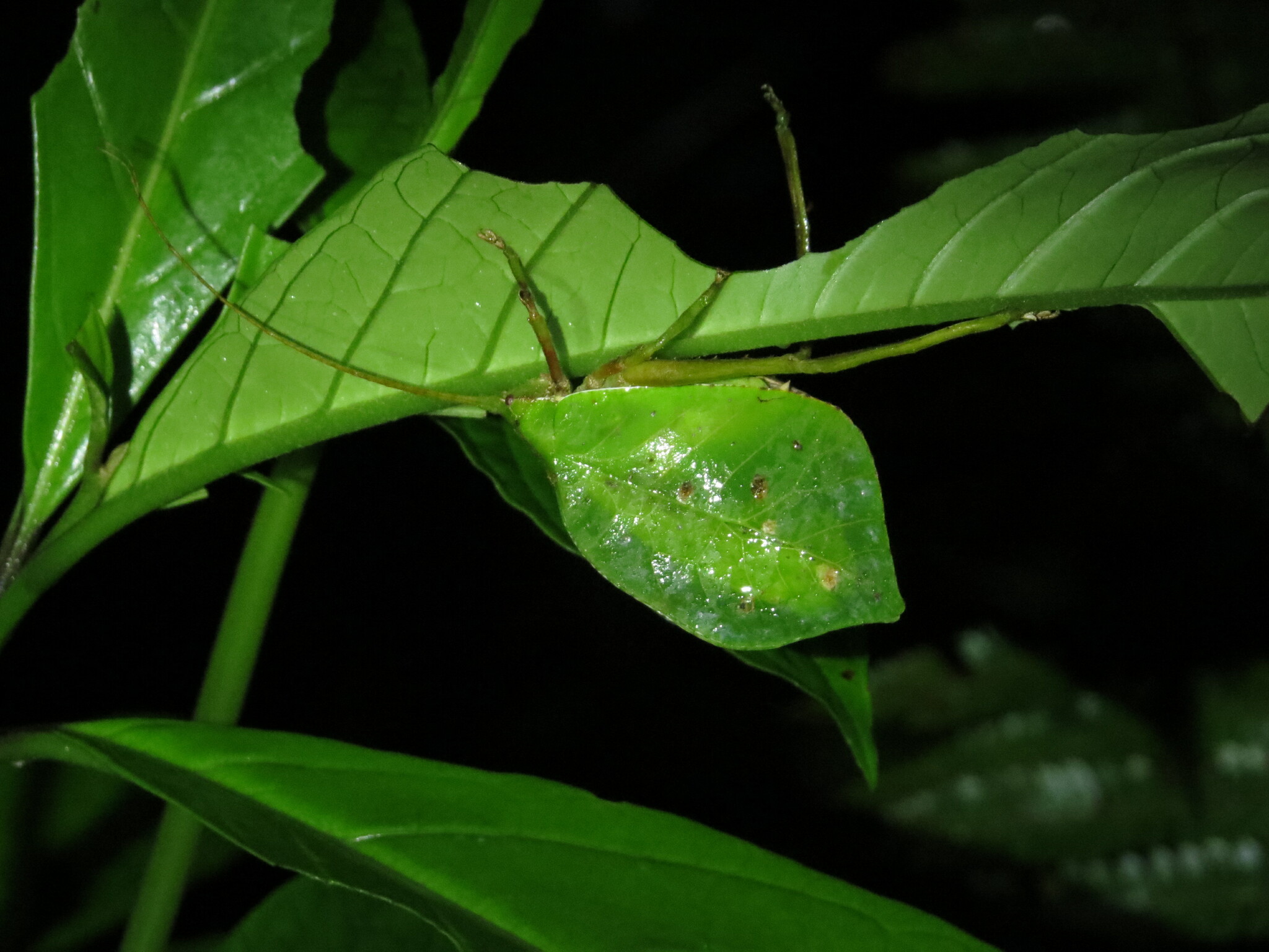 Mimetica Pictet, 1888