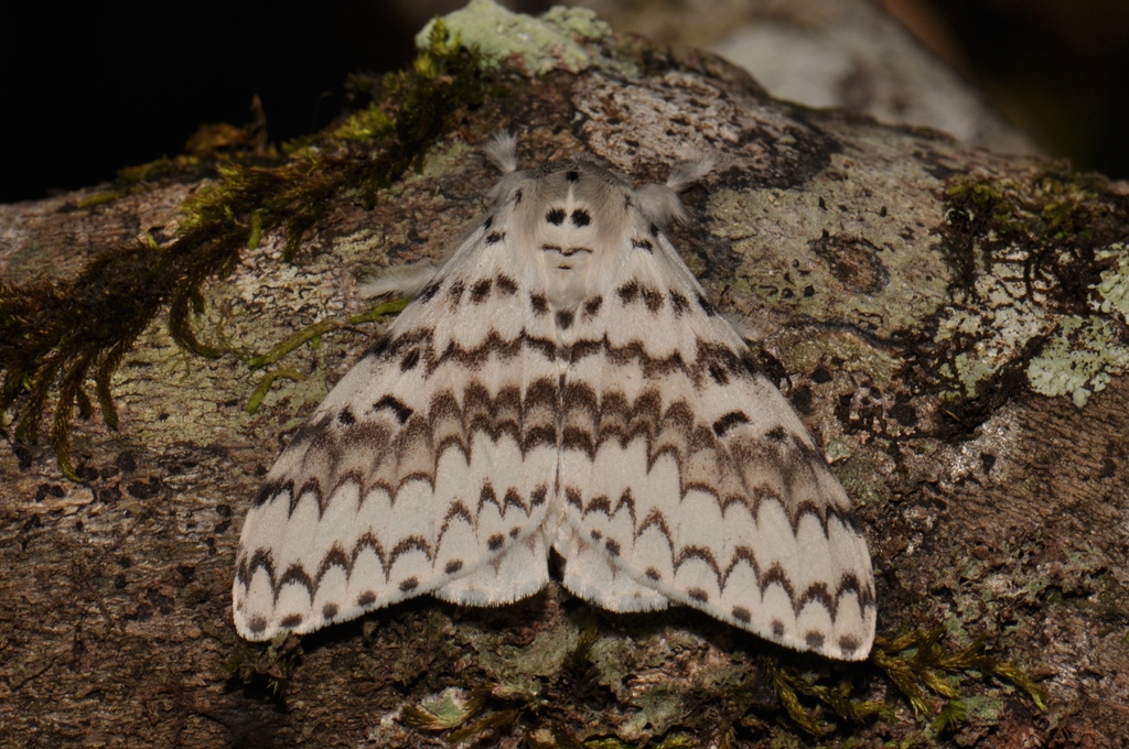 Lymantria brotea from Surat Thani, Thailand on January 3, 2015 at 05:43 ...