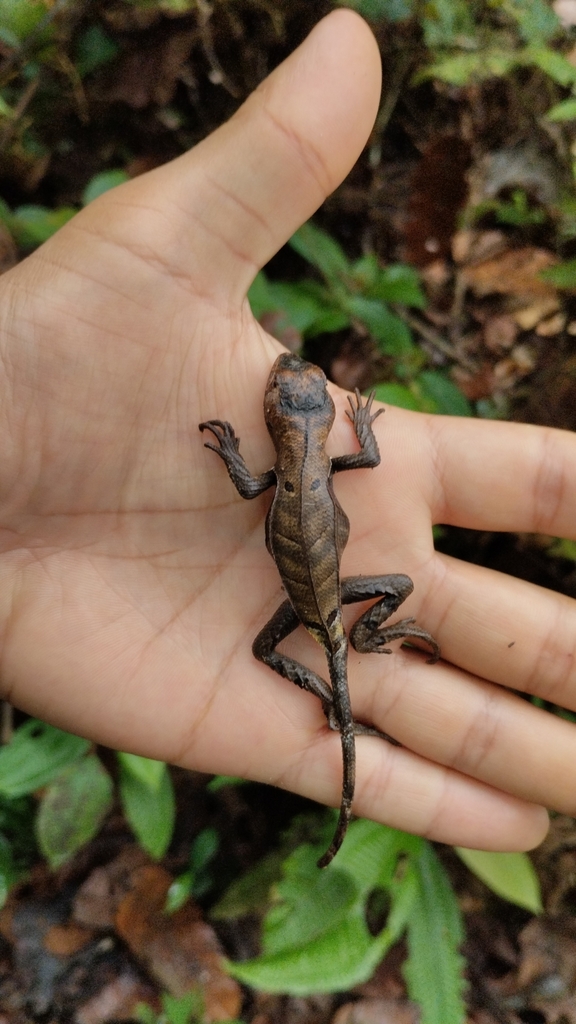 Western Leaf Lizard in November 2022 by Alonso Huyhua Cornejo · iNaturalist