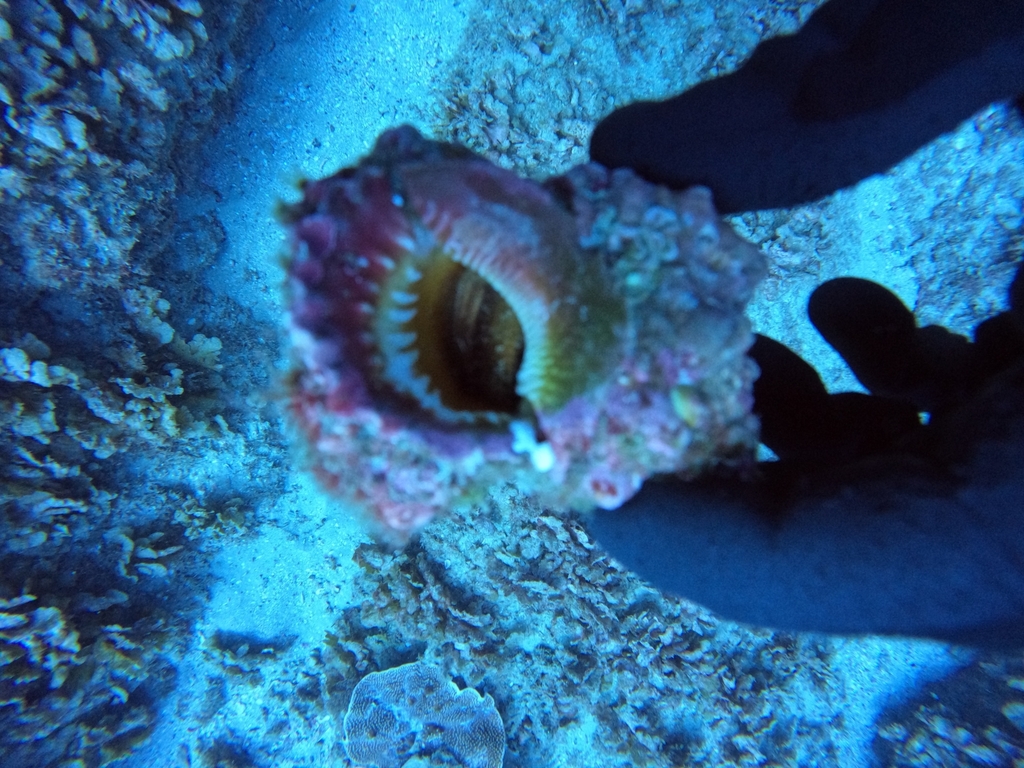 Tutufa rubeta from Stradbroke Island on January 21, 2023 at 04:03 PM by ...