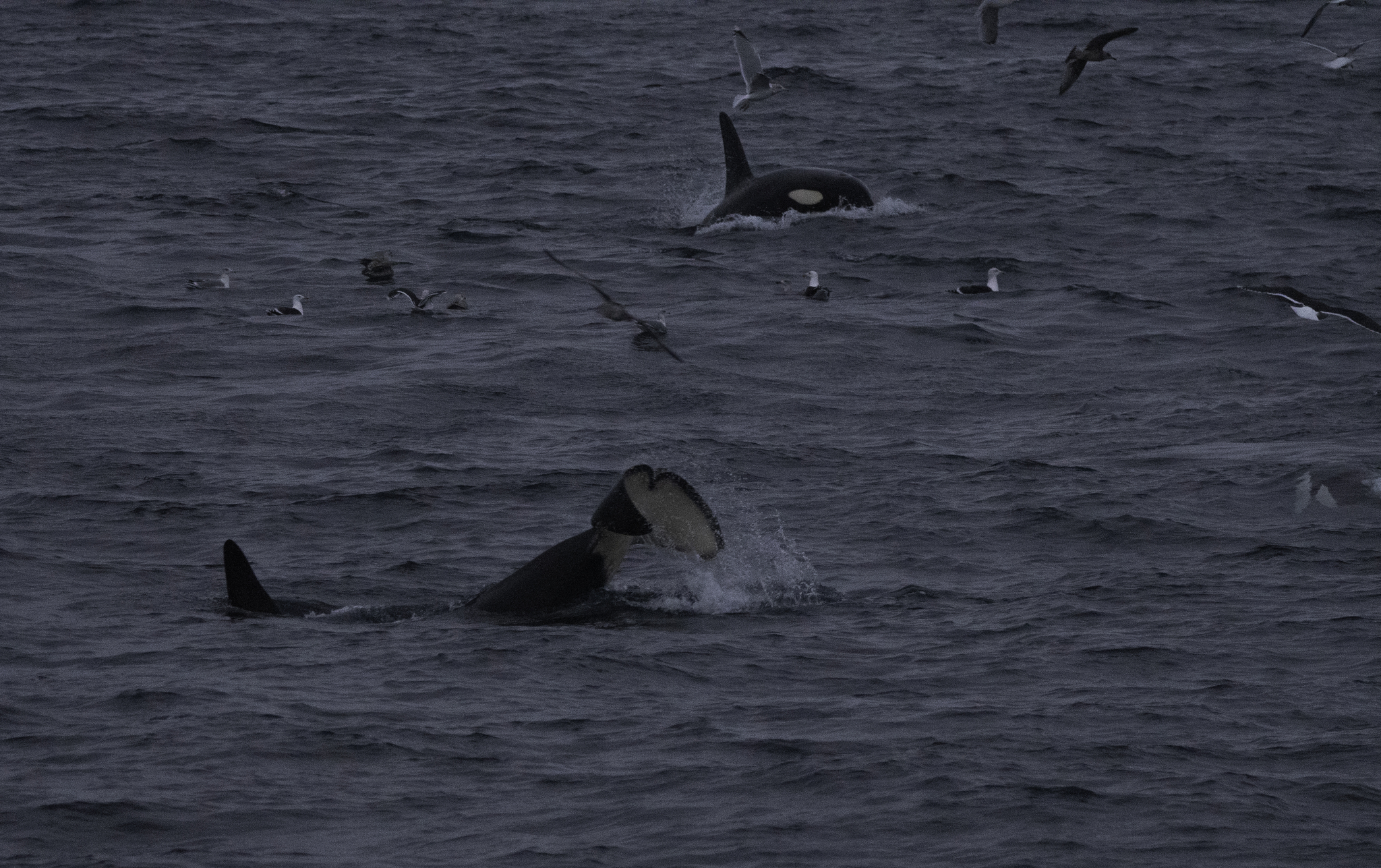 Orcinus orca (Linnaeus, 1758)