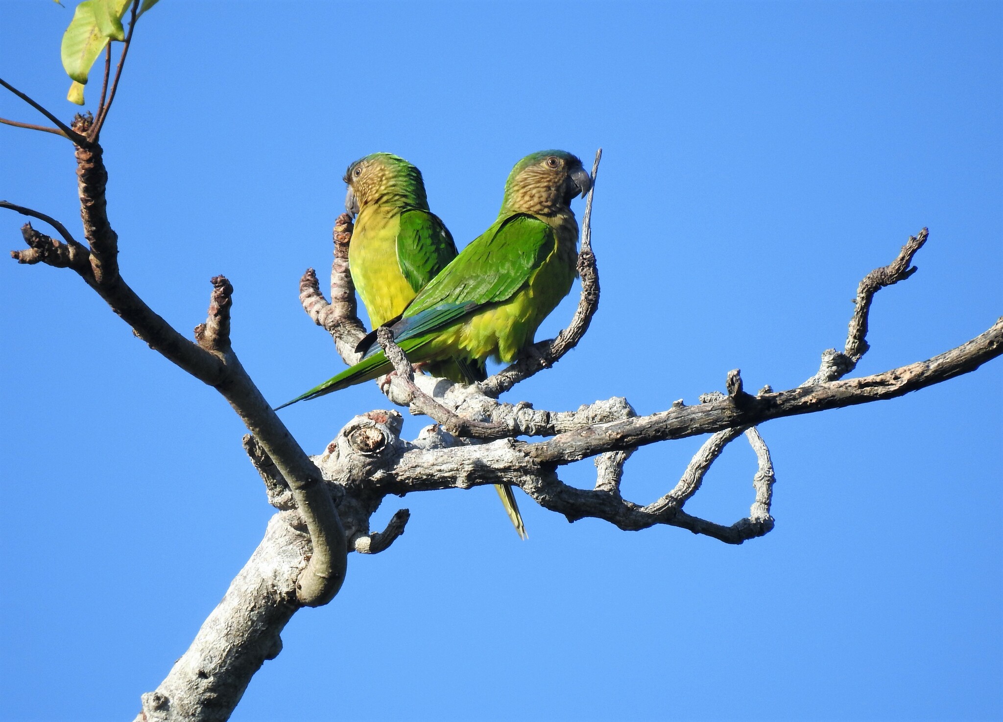 Aratinga pertinax (Linnaeus, 1758)