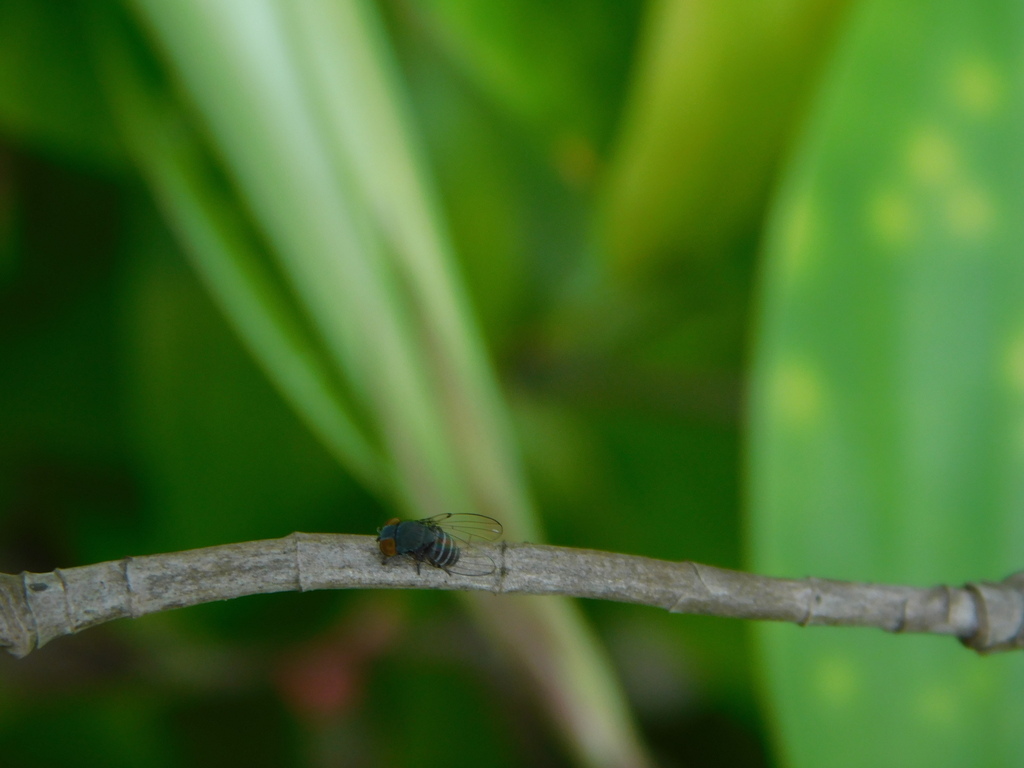 Acalyptrate Flies from Rancaekek, Bandung Regency, West Java, Indonesia ...