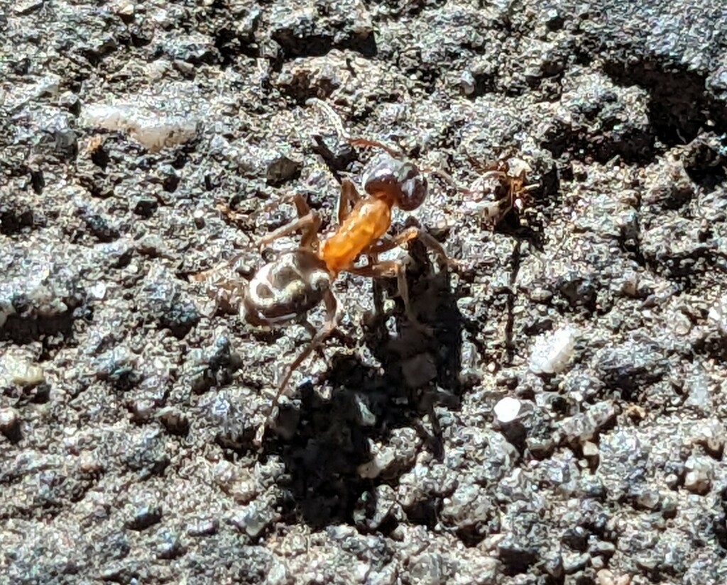 Western Velvety Tree Ant from North Redlands, Redlands, CA, USA on ...