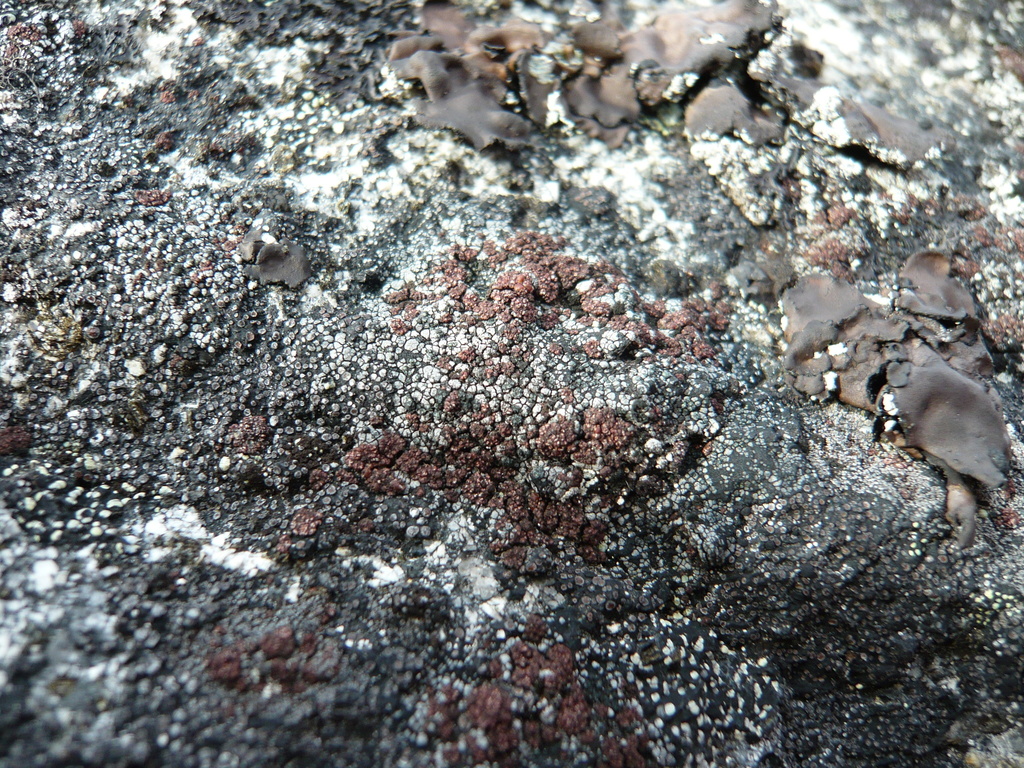 Lesser Rockbud Lichen in October 2007 by Toby Spribille · iNaturalist