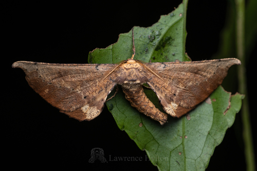 Acrodontis aenigma · iNaturalist