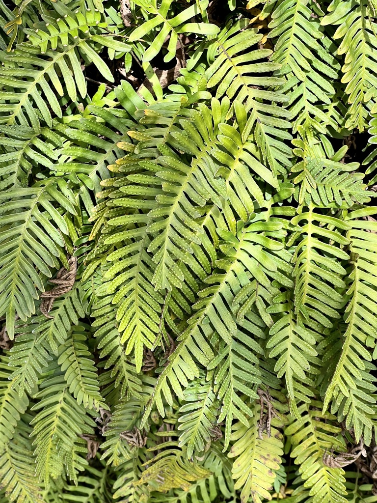resurrection fern from SW 89th Court Rd, Ocala, FL, US on January 23 ...
