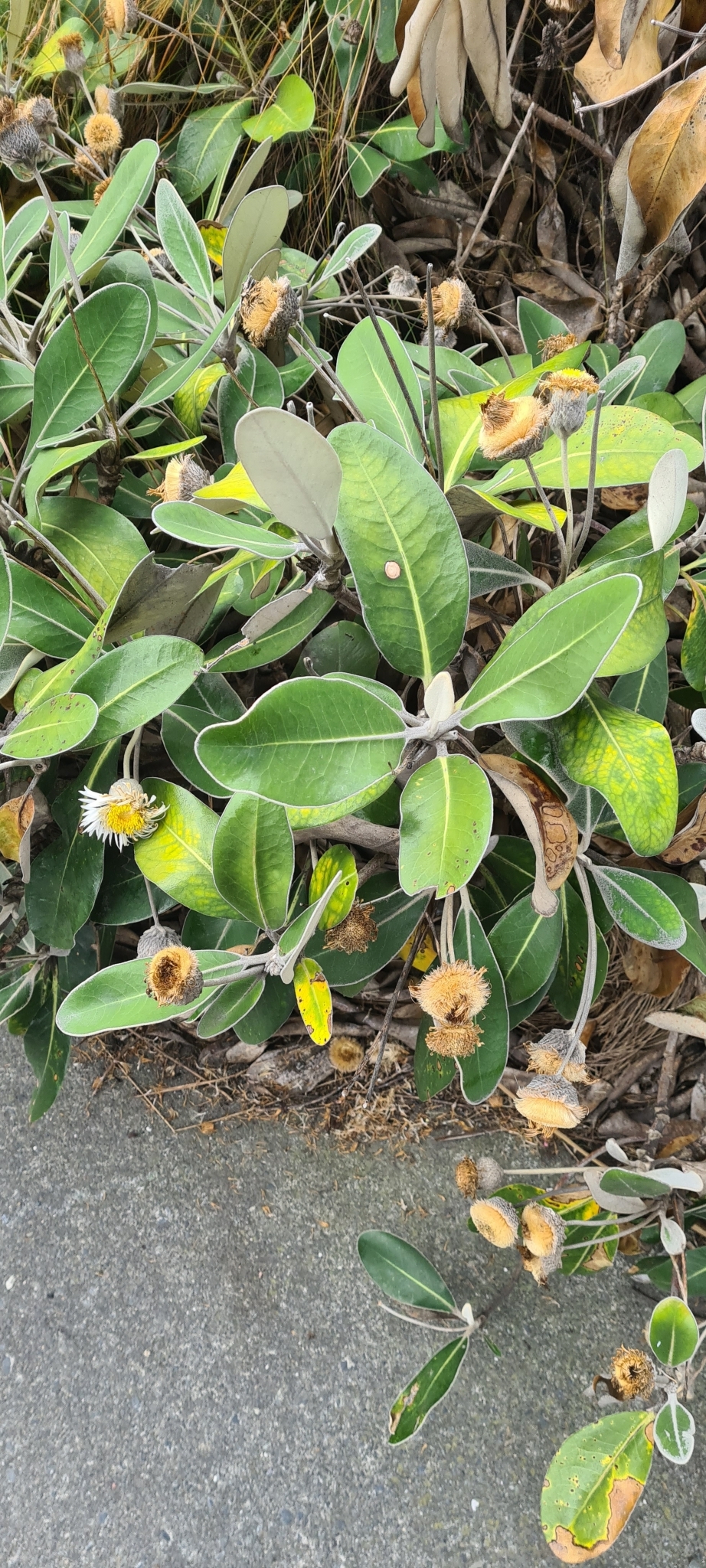 Pachystegia insignis (Hook.fil.) Cheeseman