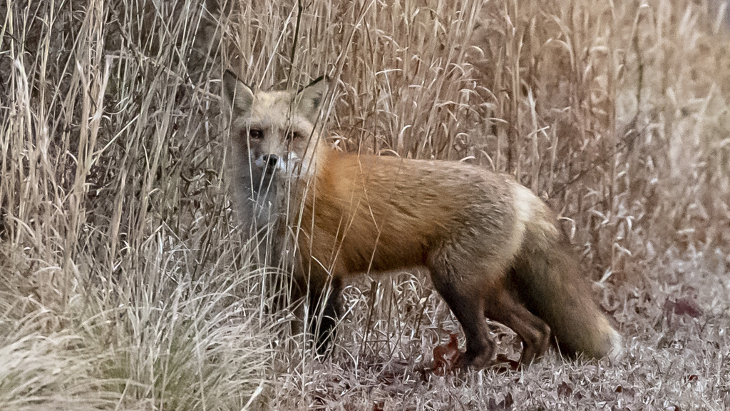 Red Fox from Accomack County, VA, USA on January 11, 2020 at 07:24 AM ...