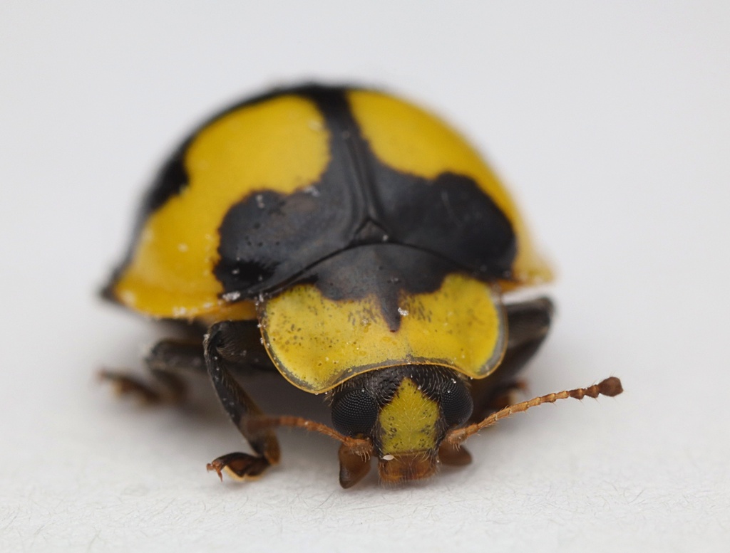 Fungus-eating ladybird from Kaeo, New Zealand on January 15, 2022 at 03 ...