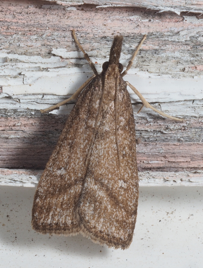 Moss-eating Crambid Snout Moths in January 2023 by MargNorma · iNaturalist