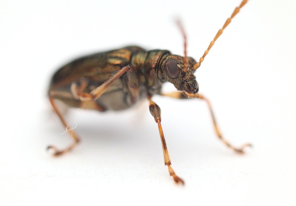 Leaf Beetles and Allies from Kaeo, New Zealand on January 16, 2022 at ...