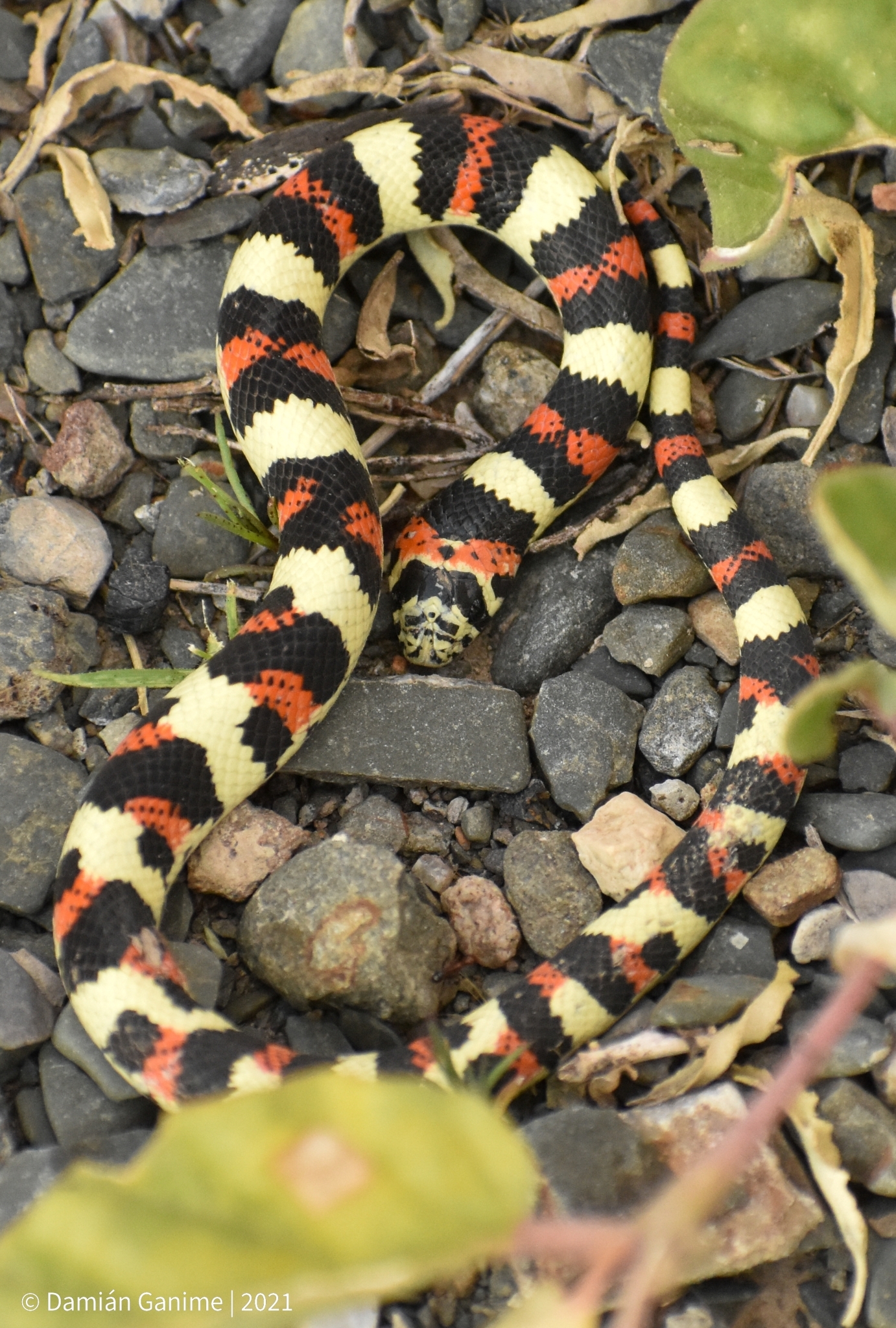 Xenodon semicinctus (Duméril, Bibron & Duméril, 1854)