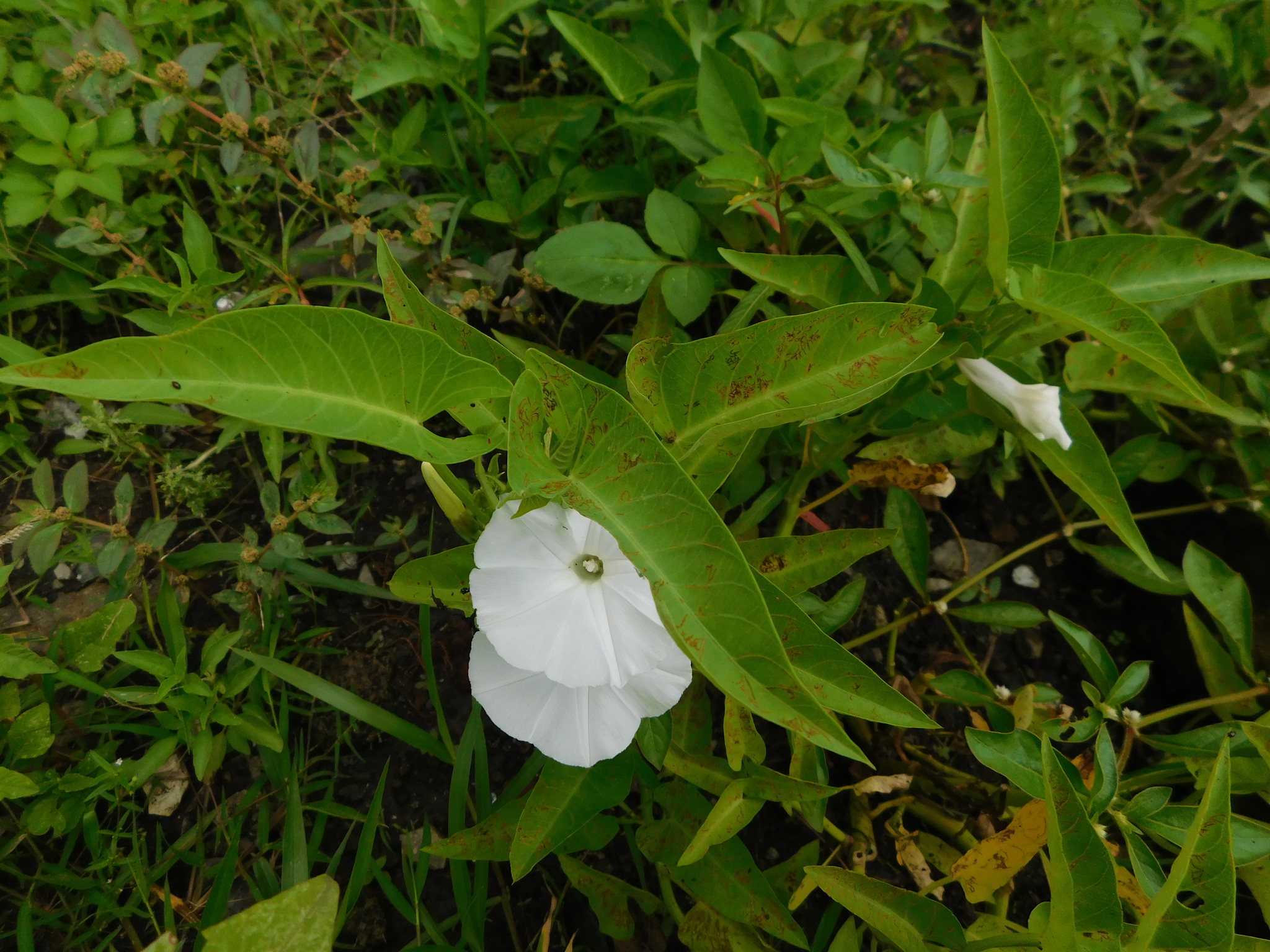 Ipomoea aquatica Forssk.