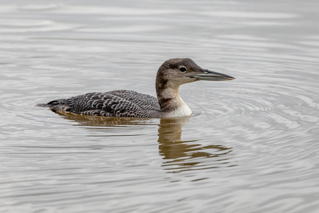 Common Loon from Orangeburg County, SC, USA on January 12, 2020 at 02: ...