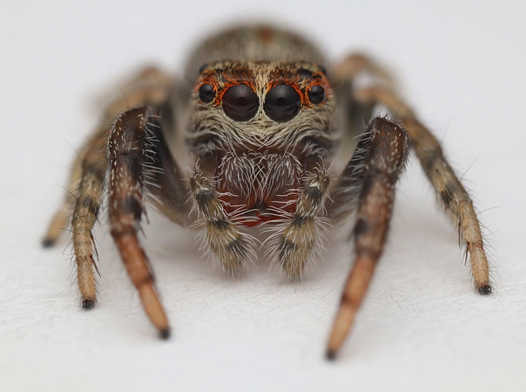 Cyclops Jumping Spider from Kaeo, New Zealand on January 18, 2022 at 09 ...