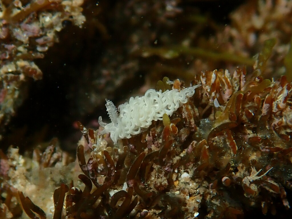 Palisa from Mornington P'sula - South, AU-VI, AU on January 23, 2023 at ...