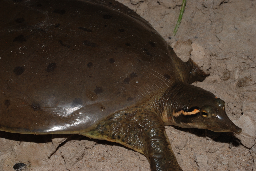 Gulf Coast Smooth Softshell Turtle in June 2011 by Eric N. Rittmeyer ...