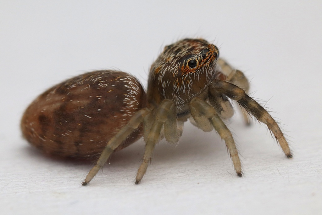 Garden Jumping Spiders from Kaeo, New Zealand on January 21, 2022 at 10 ...