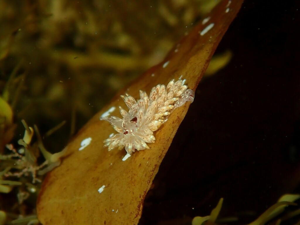 Janolus from Mornington P'sula - South, AU-VI, AU on January 23, 2023 ...