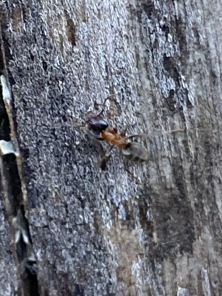 Western Velvety Tree Ant from Santa Monica Mountains, Malibu, CA, US on ...