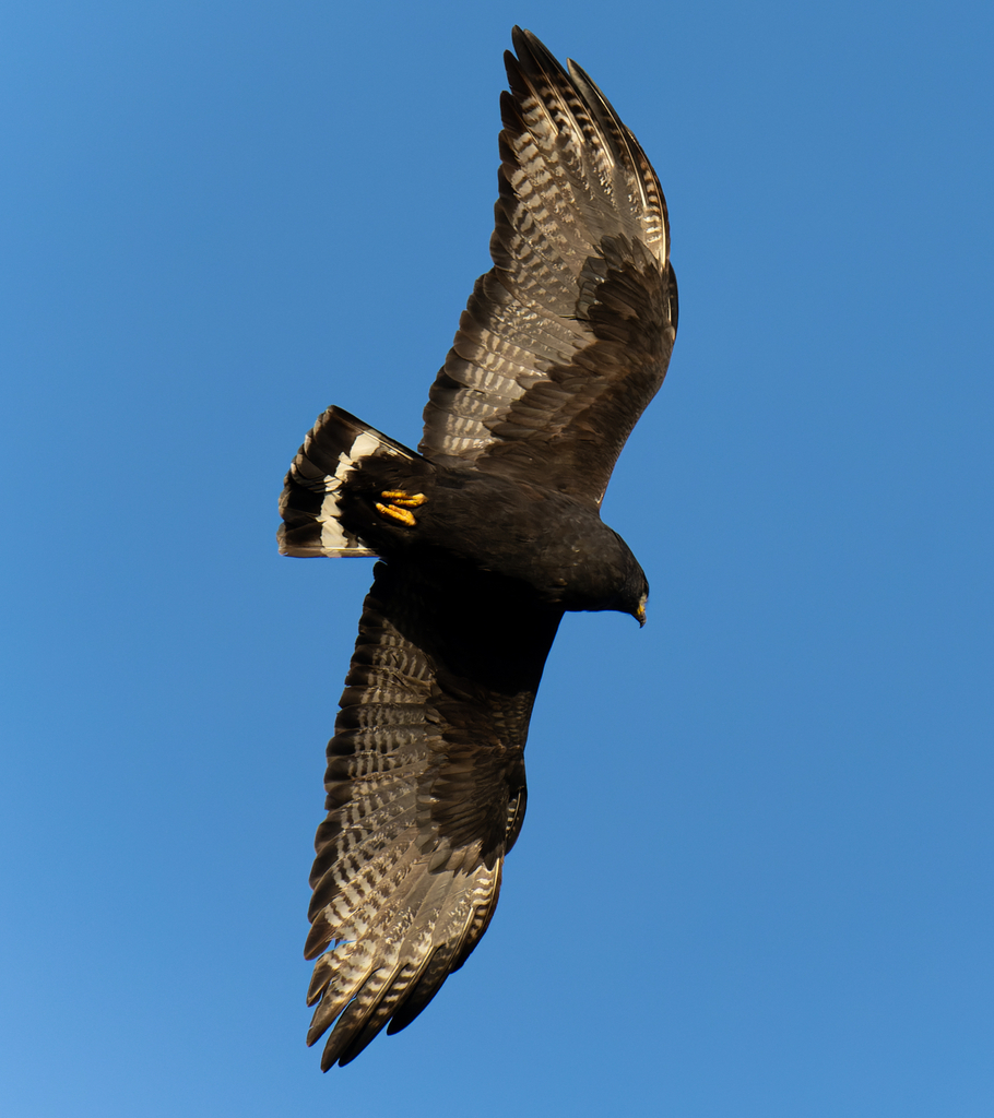 Zone-tailed Hawk from San Diego on January 22, 2023 at 04:21 PM by ...
