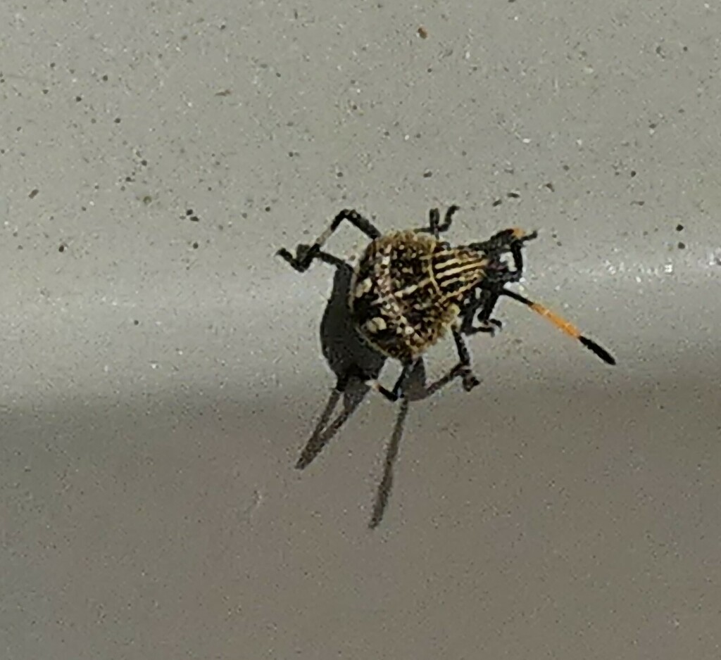 Insects from Melbourne VIC, Australia on December 31, 2022 at 03:42 PM ...