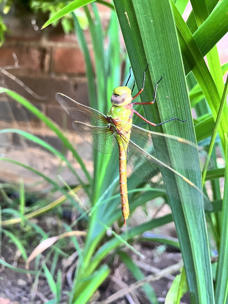Orange Emperor from Umvoti, Greytown, KZN, ZA on January 23, 2023 at 05 ...