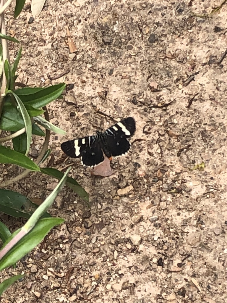 Australian Grapevine Moth from Burnley Park, Burnley, VIC, AU on ...