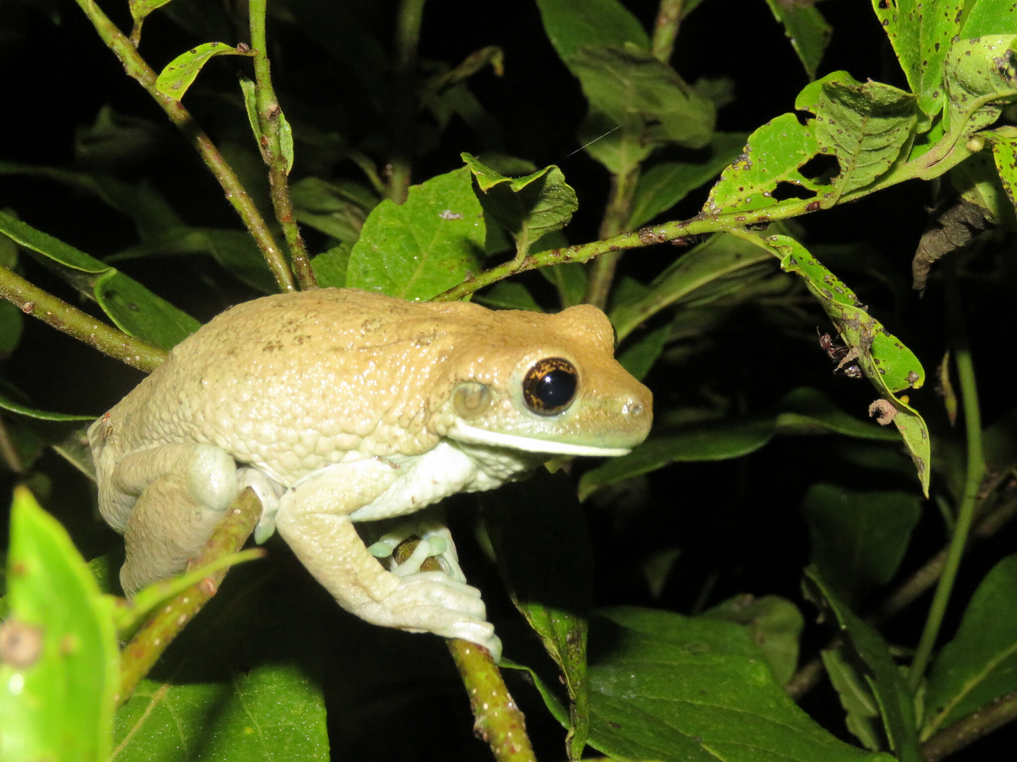 Trachycephalus typhonius (Linnaeus, 1758)