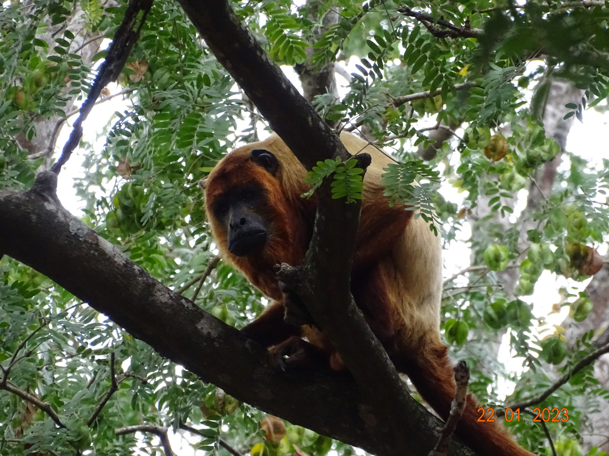 Alouatta seniculus (Linnaeus, 1766)