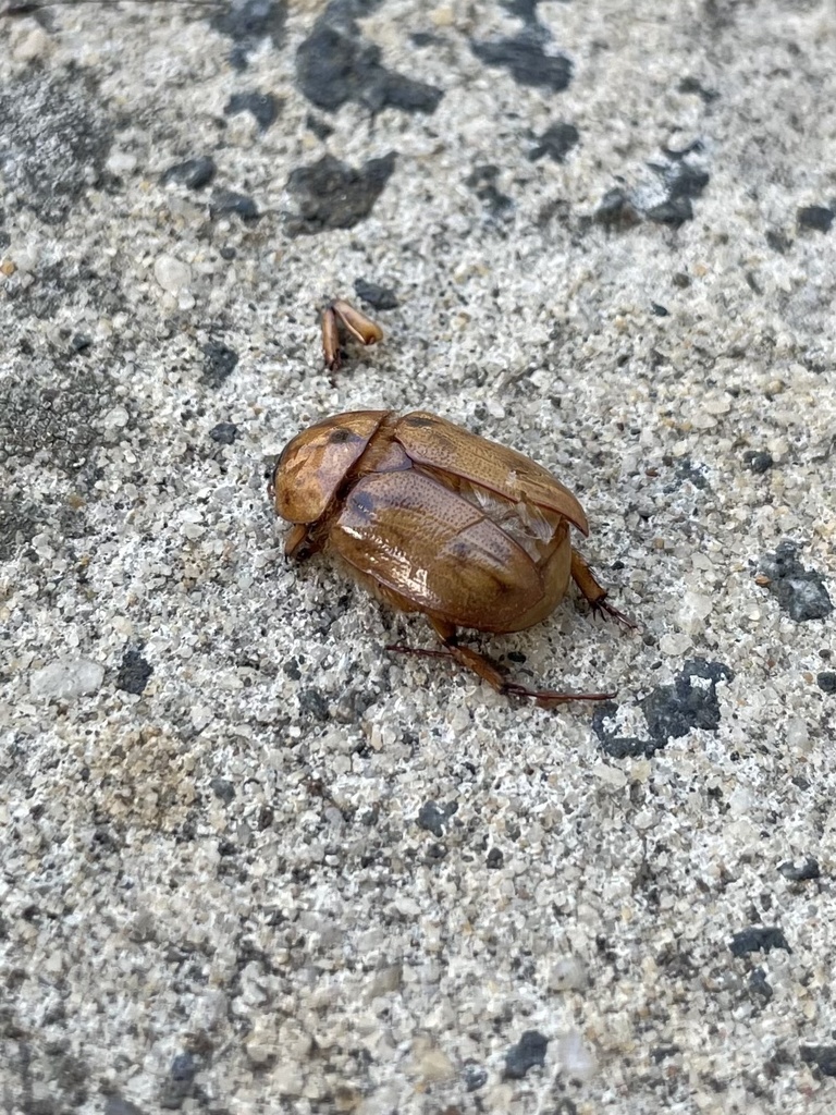 Argentinian Scarab from Hawkesbury Rd, Westmead, NSW, AU on January 24 ...