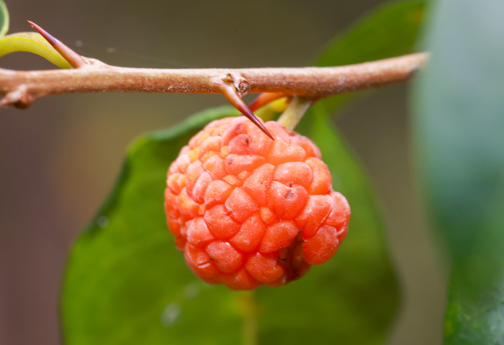 Cockspur Thorn from Anstead QLD 4070, Australia on January 24, 2023 at ...