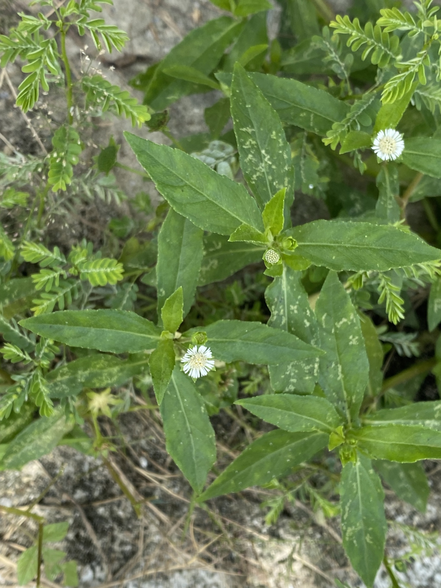 Eclipta prostrata (L.) L.